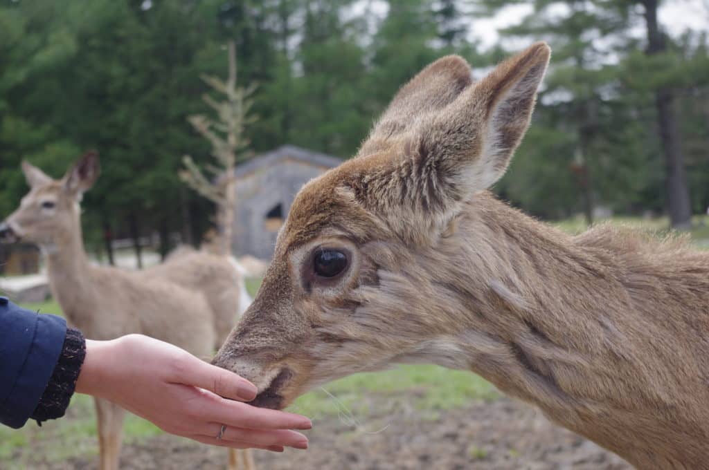 Visite du parc Omega : un parc animalier au coeur du Québec | Barbatrucs
